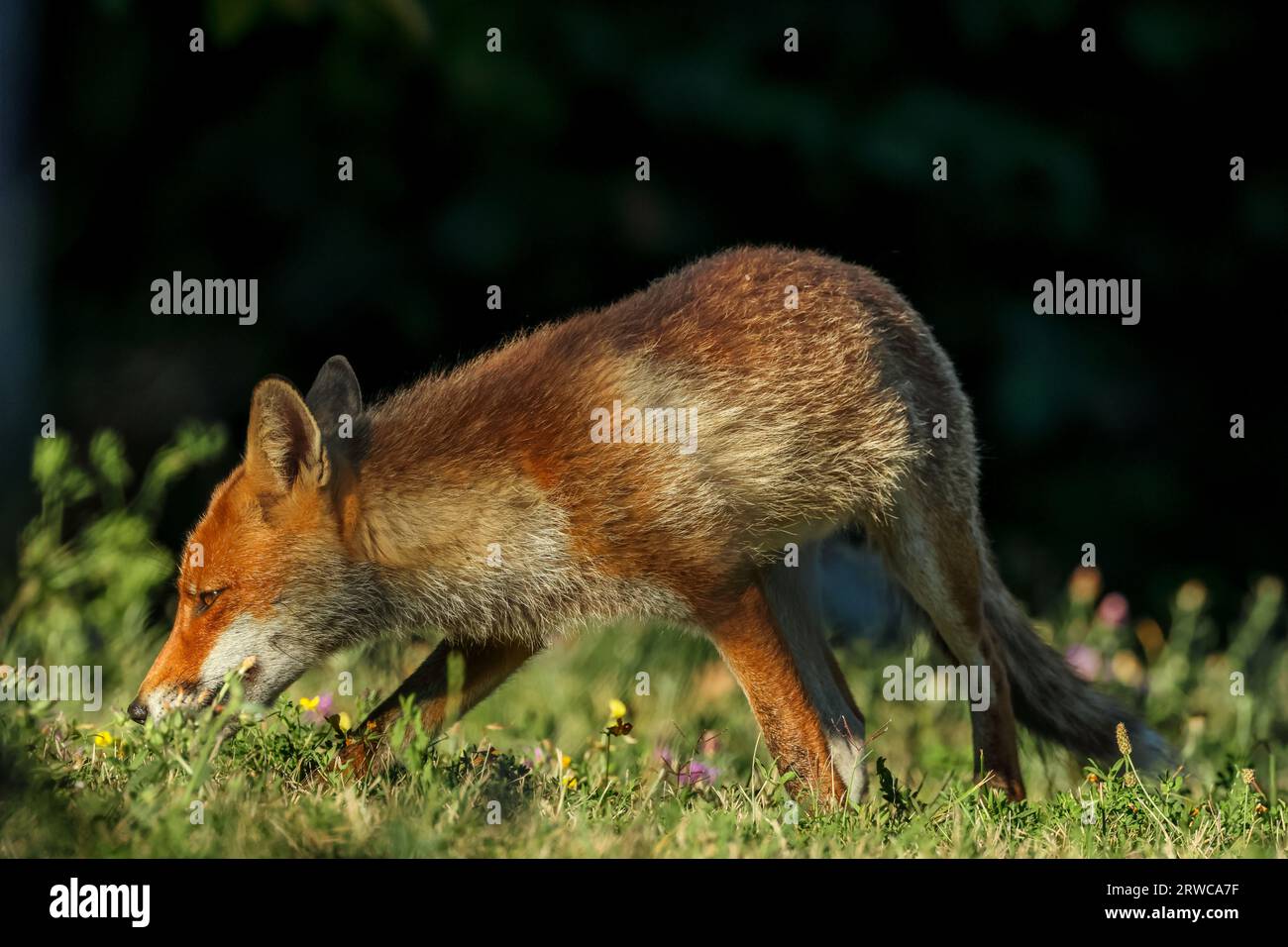 Close-up of red fox between day and night ... between lights and ...