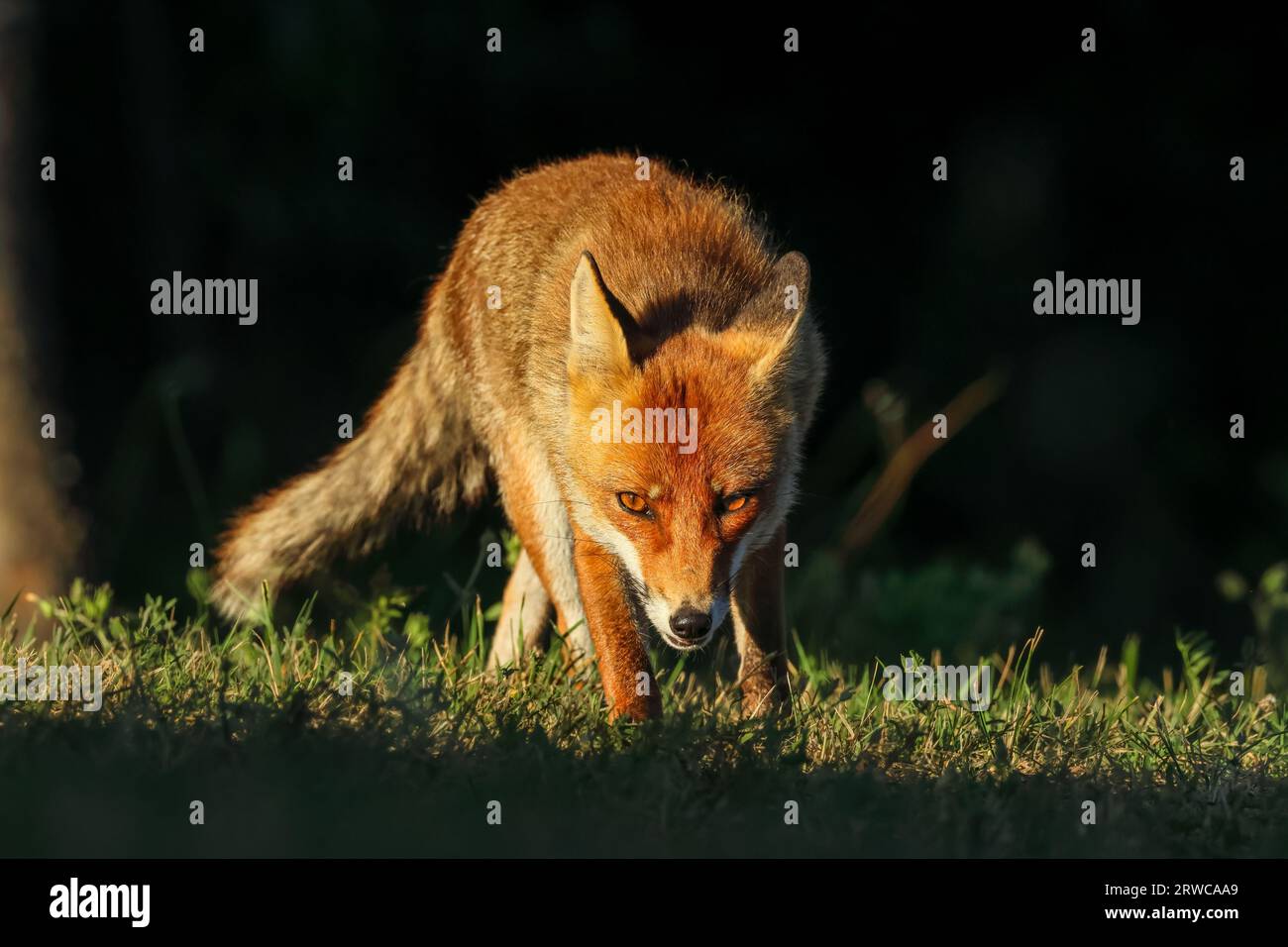 Close-up of red fox between day and night ... between lights and ...