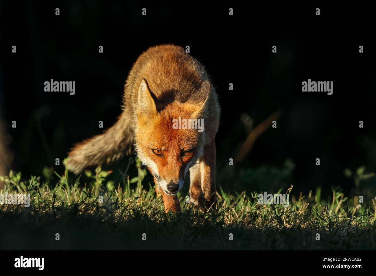 Close-up of red fox between day and night ... between lights and ...