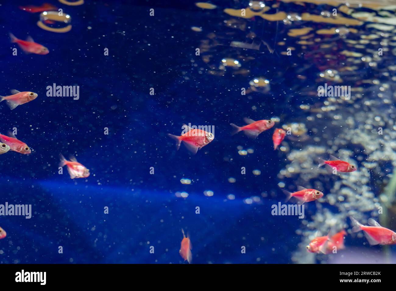 Ornamental fish in blue water in an aquarium Stock Photo - Alamy