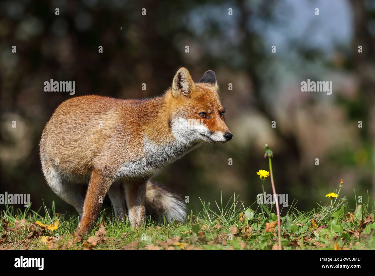 Close up red fox Stock Photo - Alamy