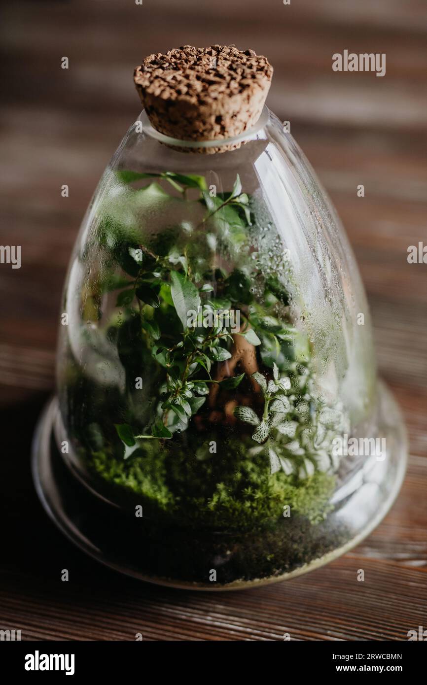 Self sustaining terrarium hi-res stock photography and images - Alamy