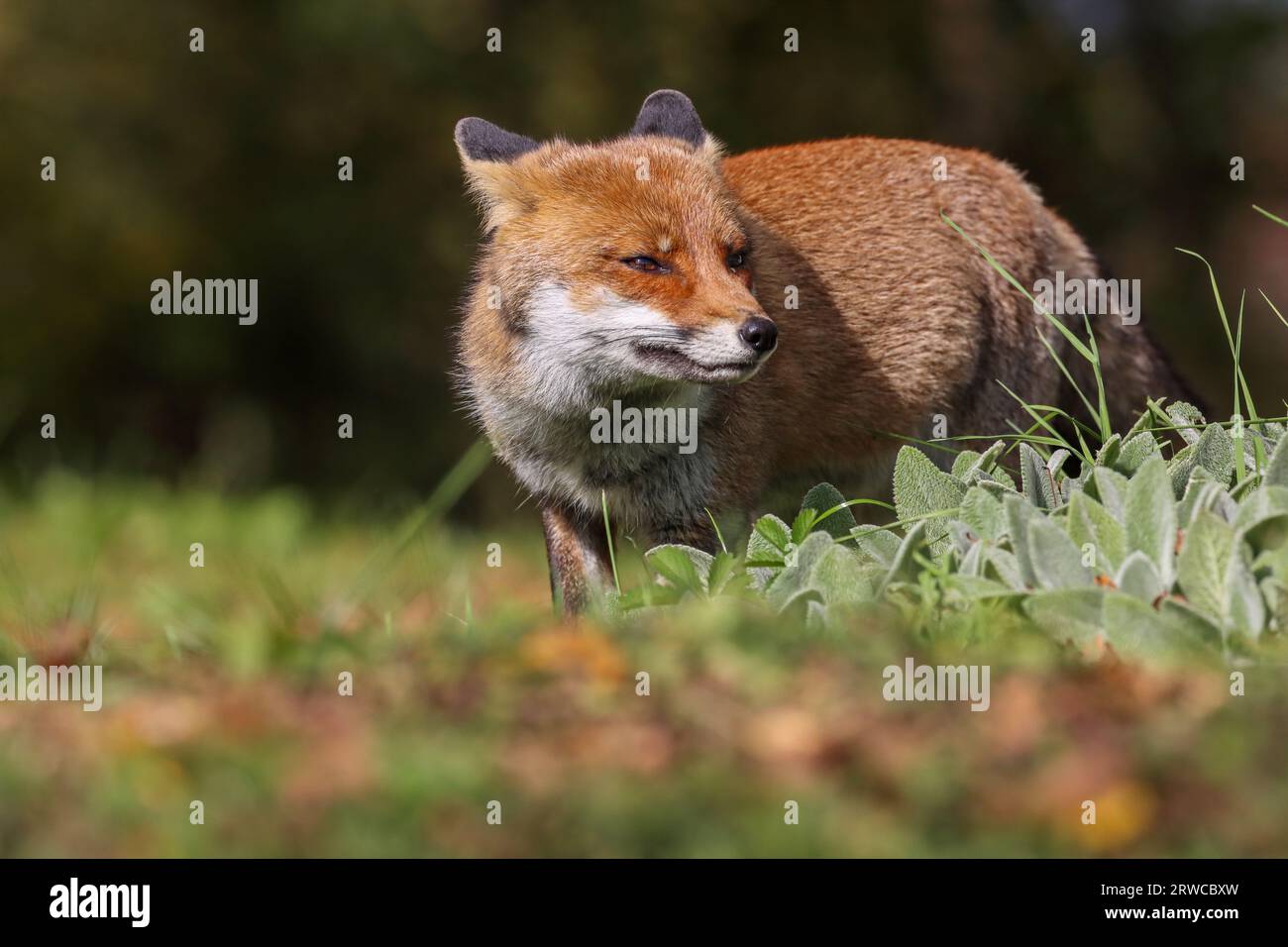 Fox field close up hi-res stock photography and images - Alamy