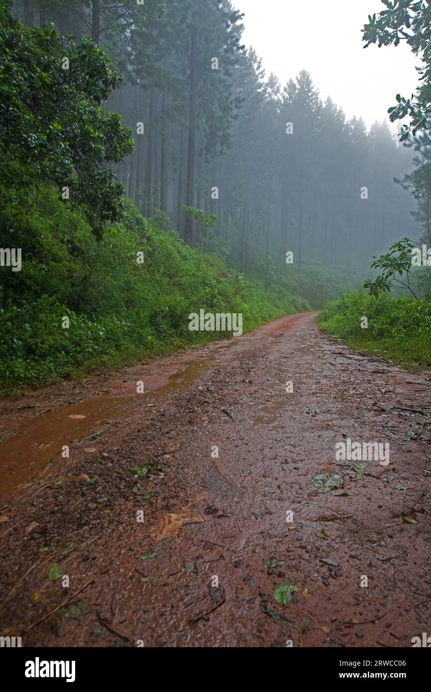 Forest Road 13984 Stock Photo - Alamy