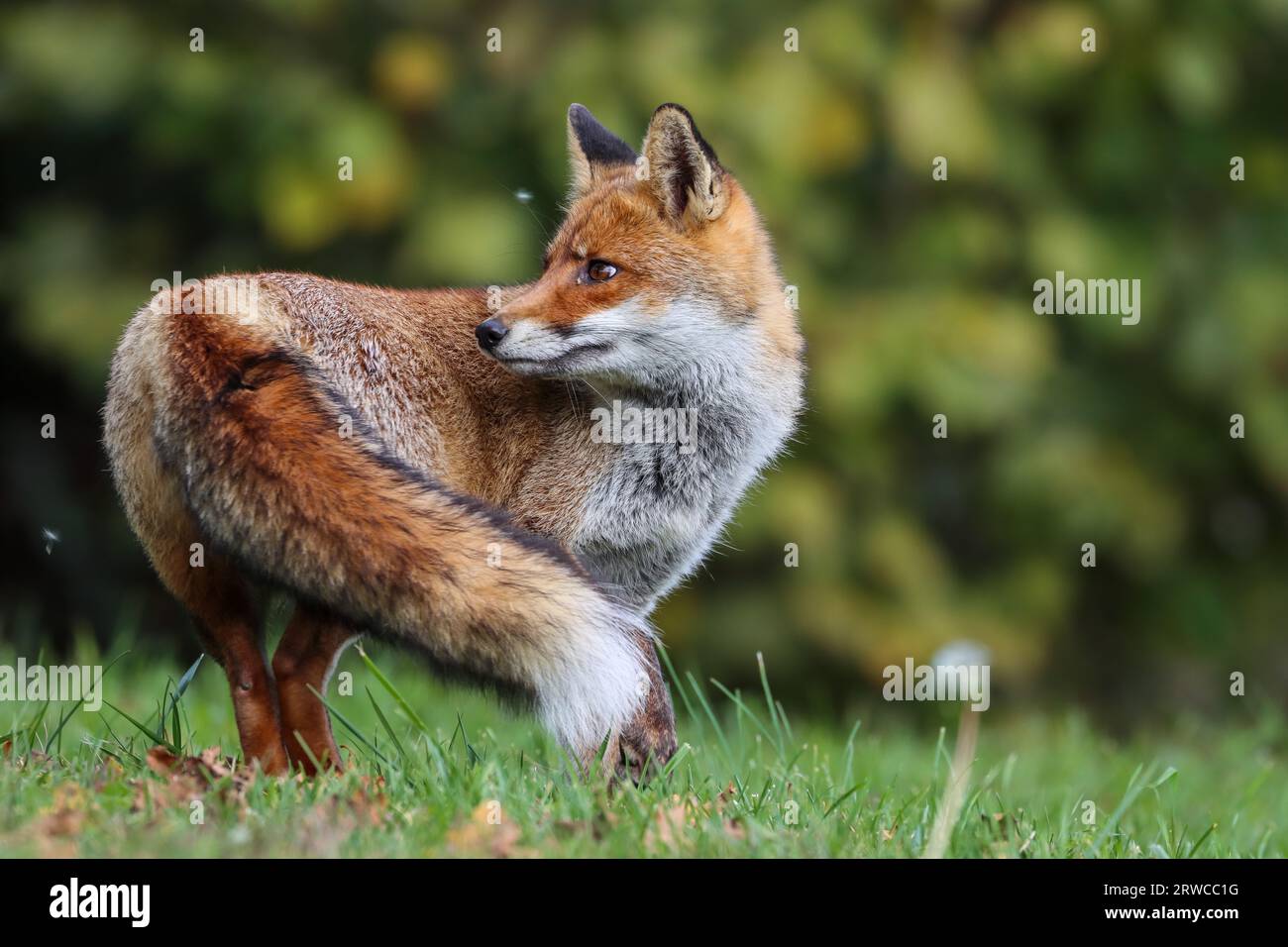 Animal close up portrait hi-res stock photography and images - Alamy