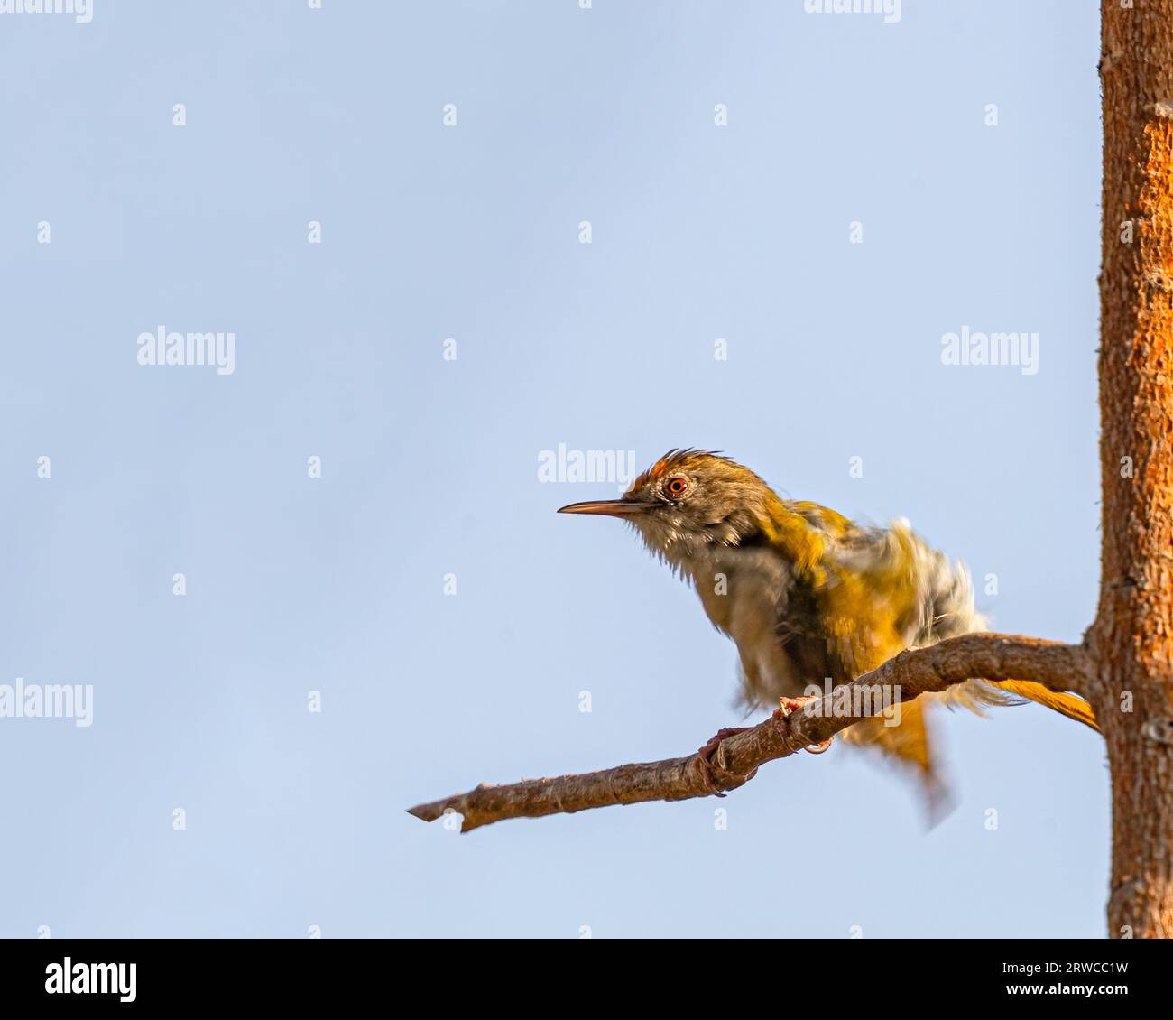 Rotating branch hi-res stock photography and images - Alamy