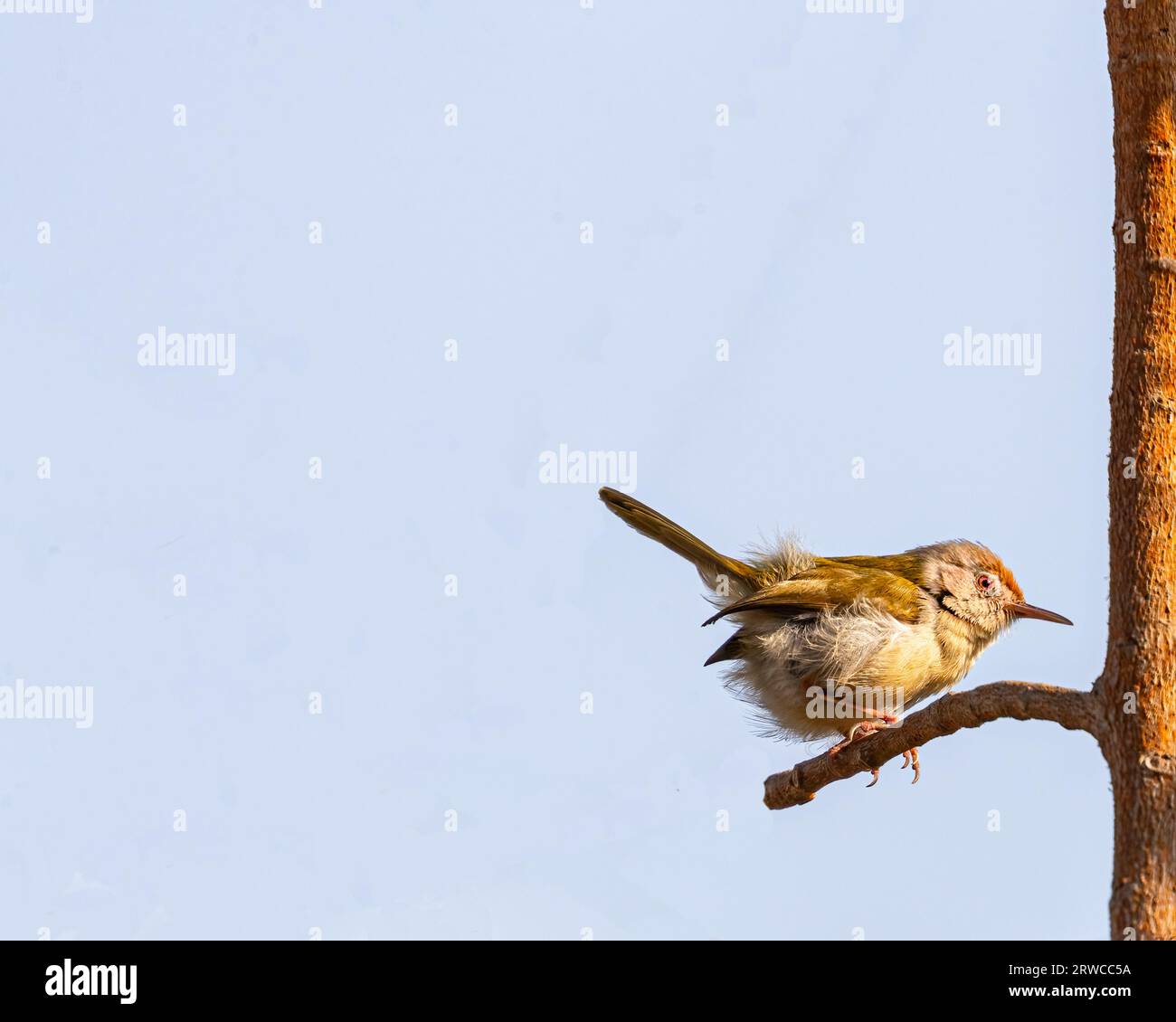 Common tailor bird nest hi-res stock photography and images - Alamy