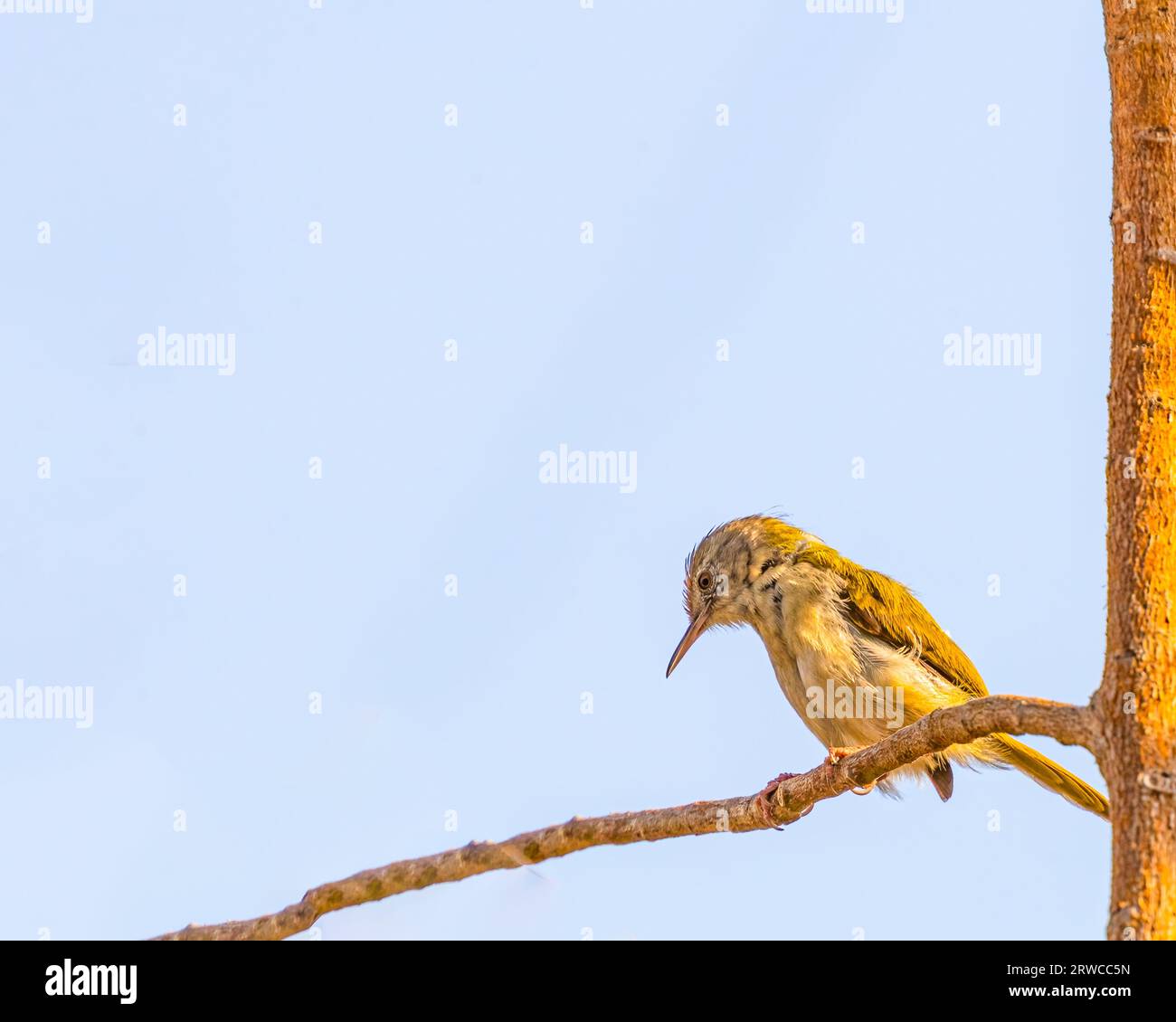 Common tailor bird nest hi-res stock photography and images - Alamy
