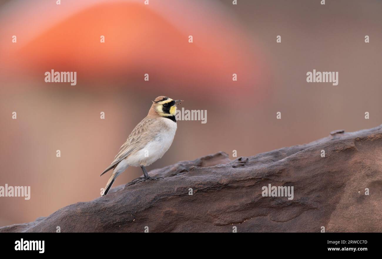 Sea lark hi-res stock photography and images - Alamy