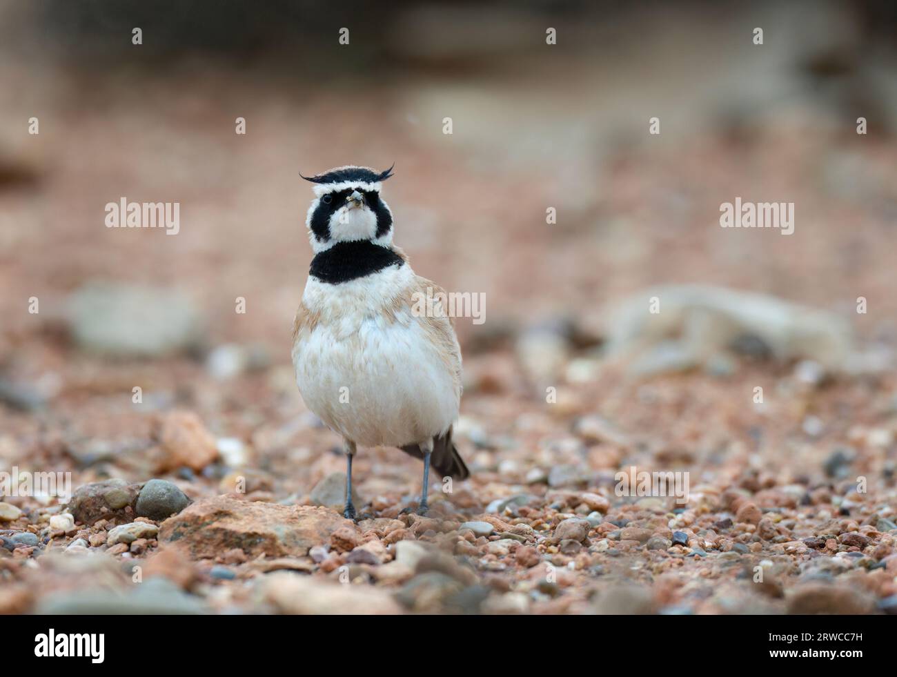 Temmincks lark hi-res stock photography and images - Alamy