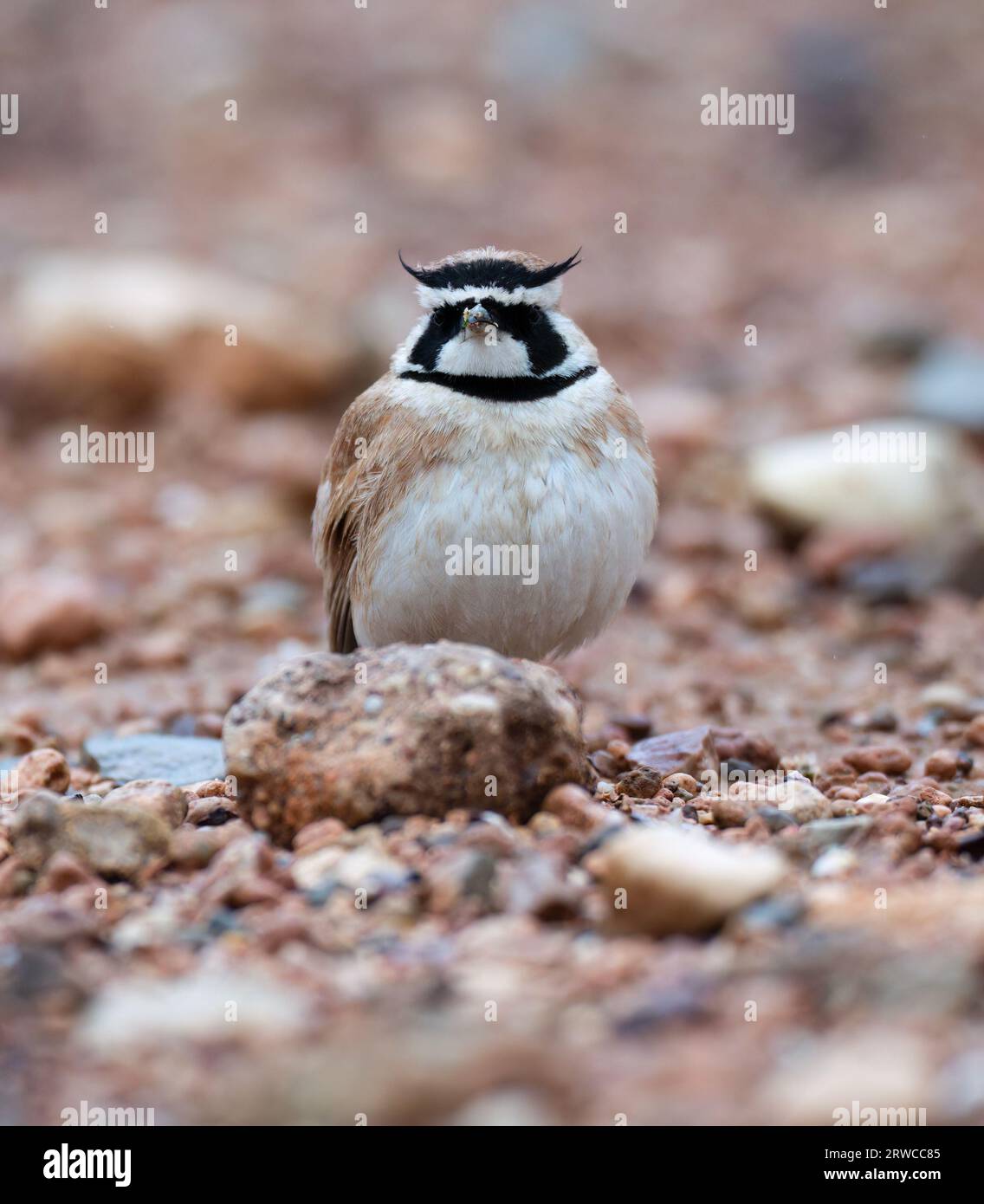 Lark mountain hi-res stock photography and images - Alamy