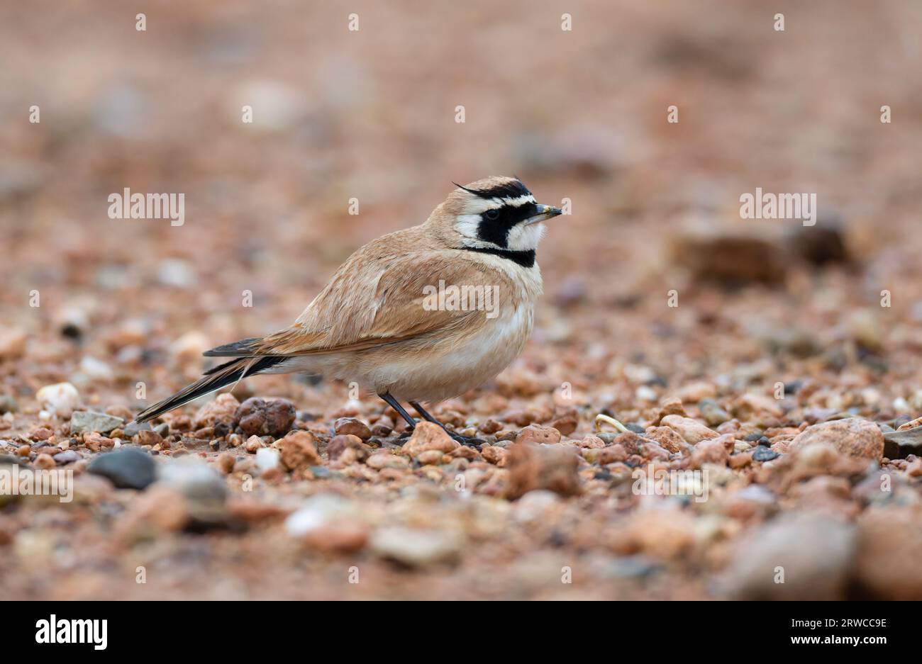 Lark mountain hi-res stock photography and images - Alamy
