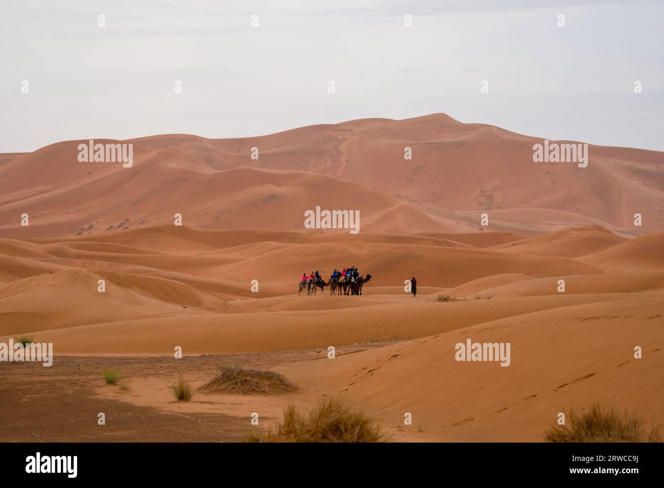 Camel leg legs hi-res stock photography and images - Alamy