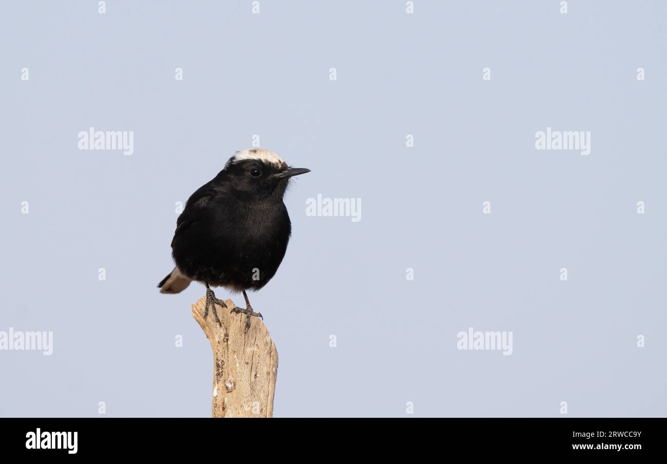 Atlas wheatear hi-res stock photography and images - Alamy