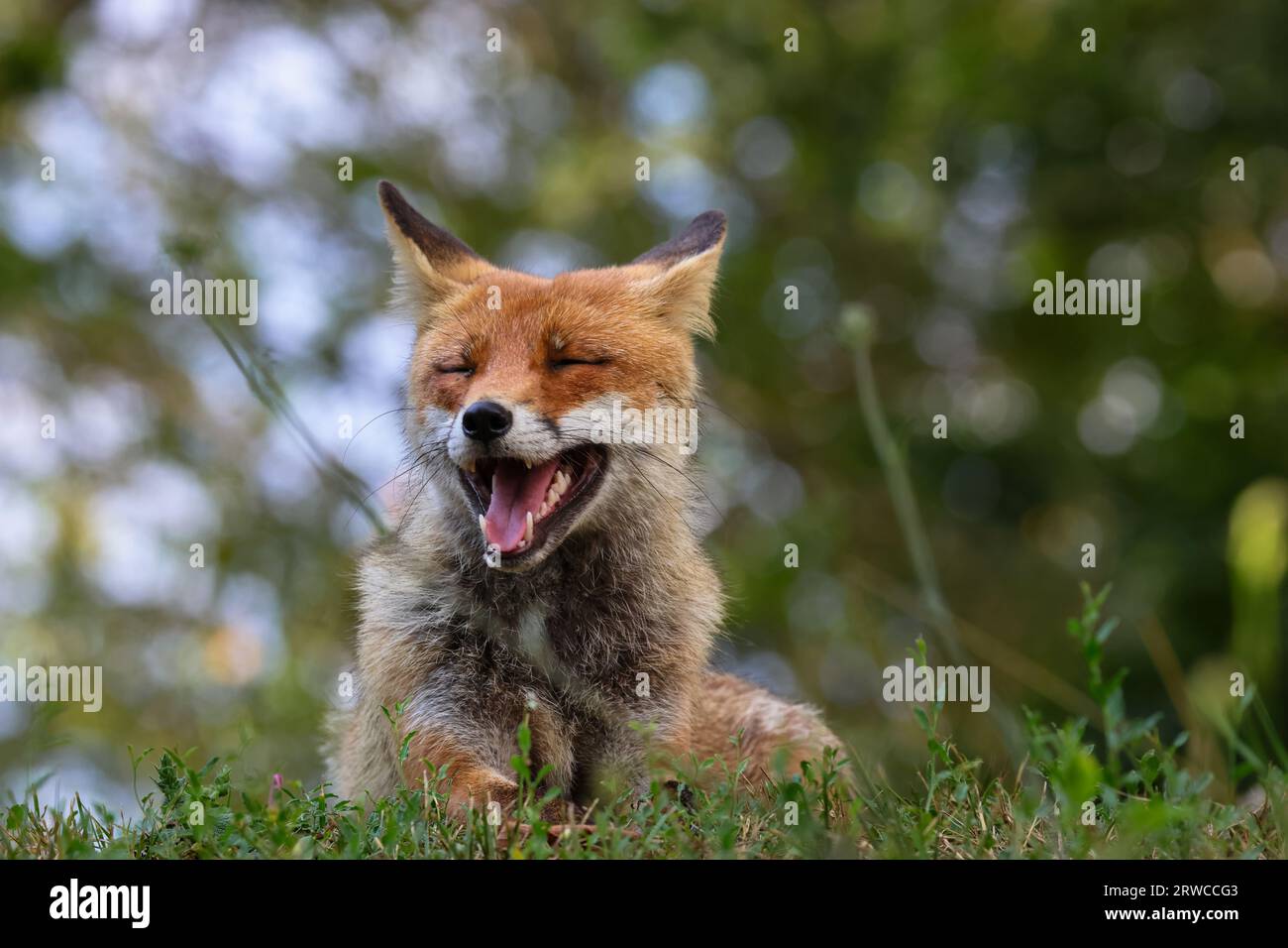 Red fox portrait autumn hi-res stock photography and images - Alamy