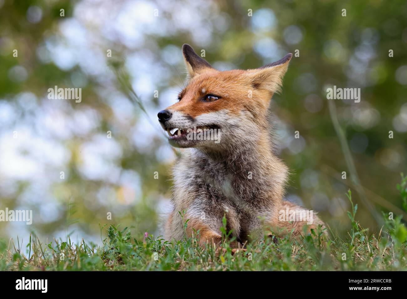 Red fox portrait autumn hi-res stock photography and images - Alamy
