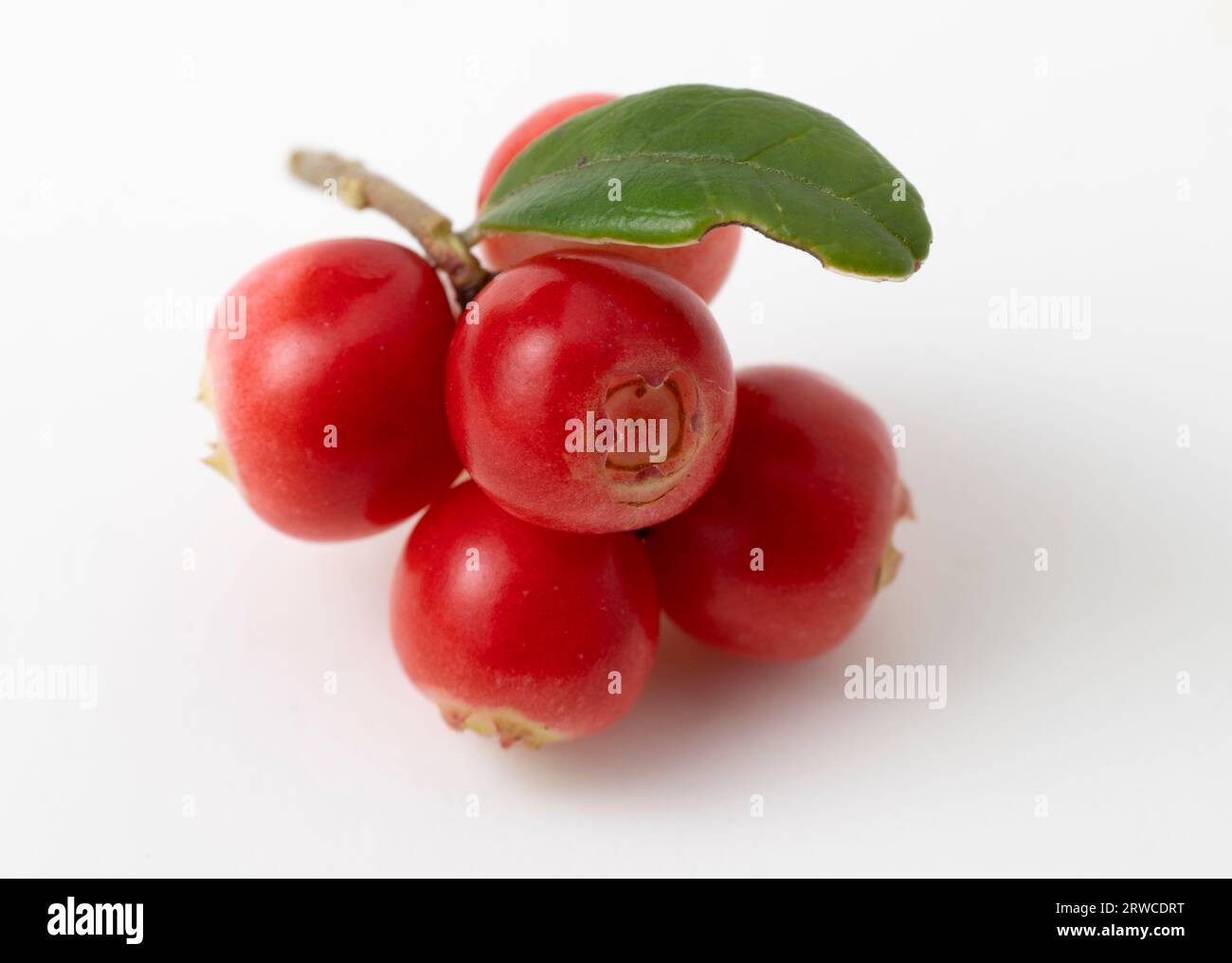 Lingonberry (fruits of Vaccinium vitis-idaea) with leaves on white ...