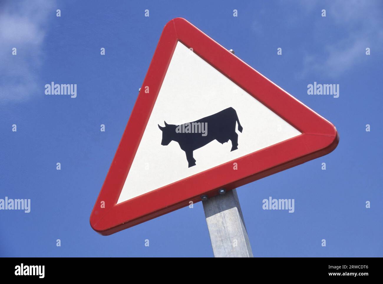Warning sign caution cows hi-res stock photography and images - Alamy