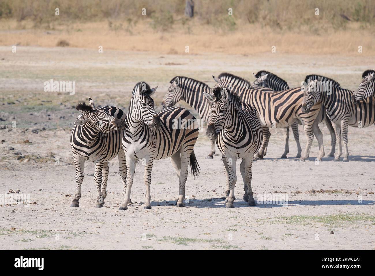 Plains zebra are a medium sized zebra with broad black and white ...