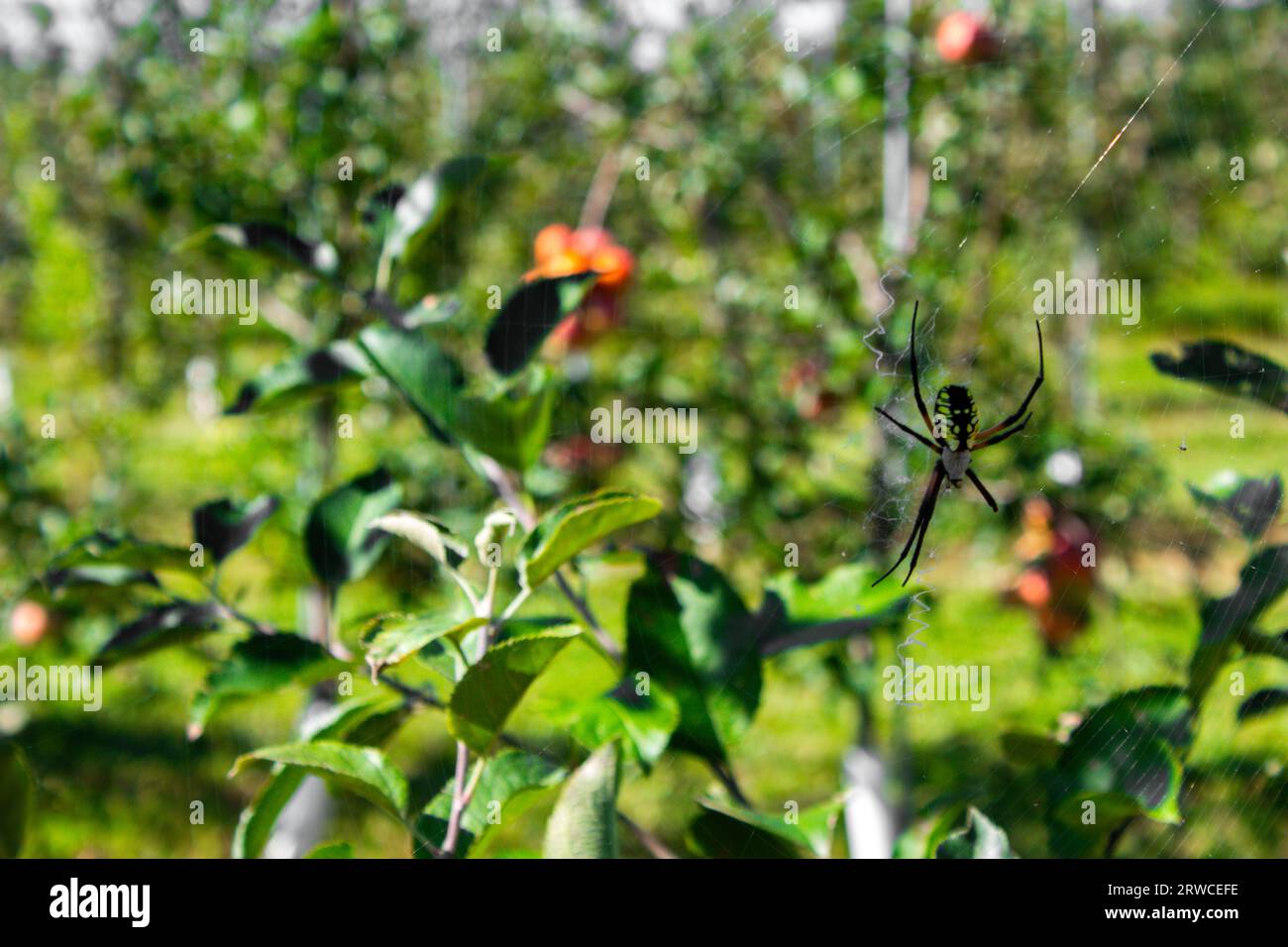 Orchard agriculture macro hi-res stock photography and images - Alamy