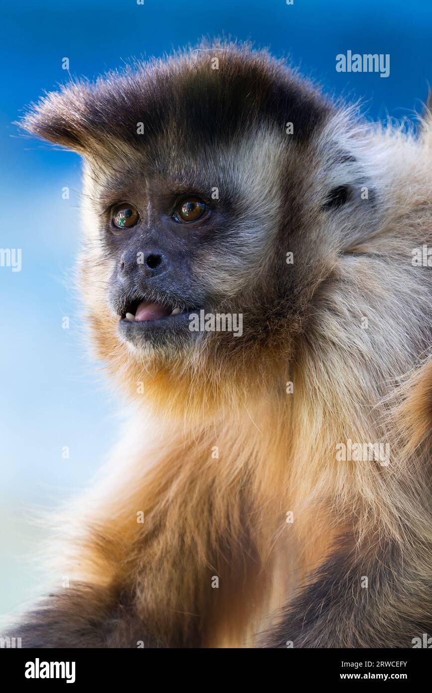 Binocular user hi-res stock photography and images - Alamy