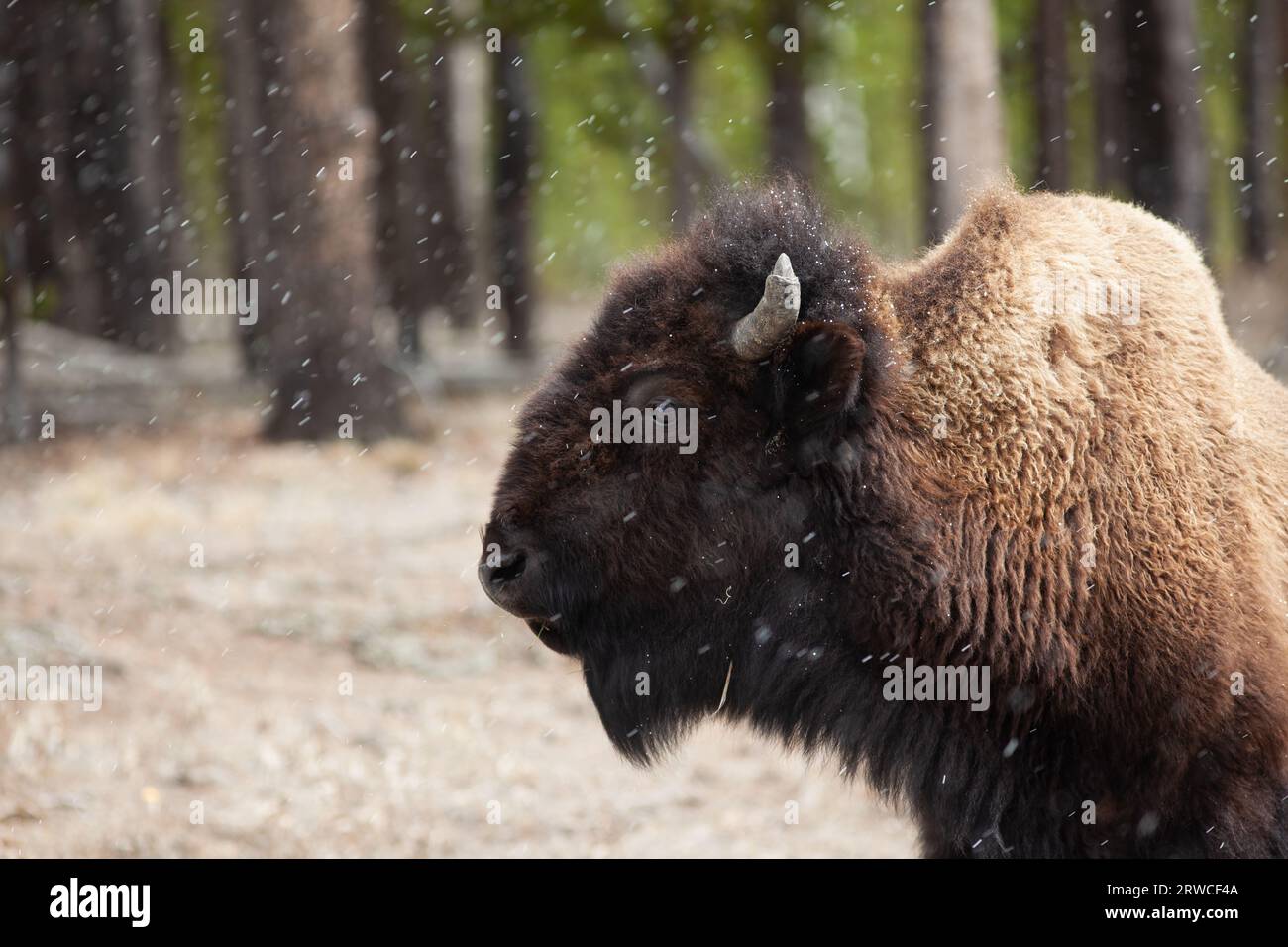Buffalo in Yellowstone National Park Stock Photo - Alamy