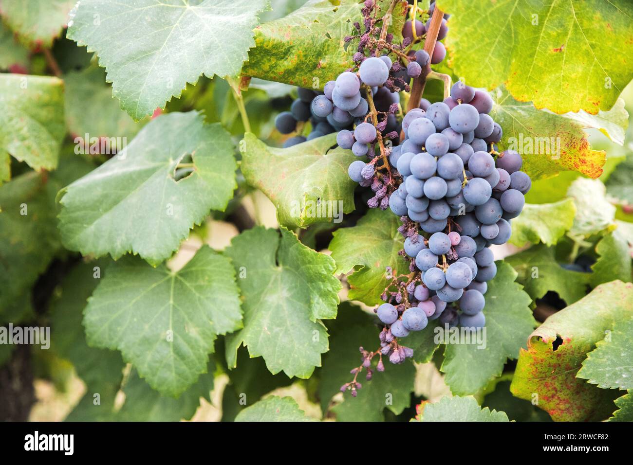 Bunches of grapes on the vine at harvest time, Portugal, Douro, Vila ...