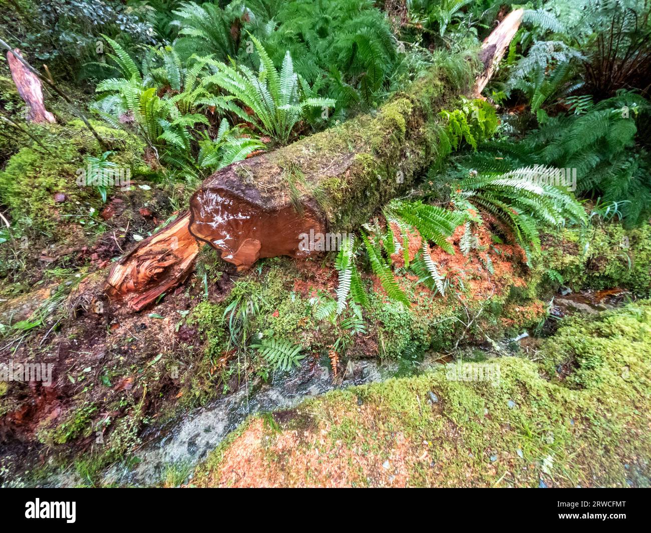 Photograph of a large tree cut down and into pieces by a chainsaw on a ...