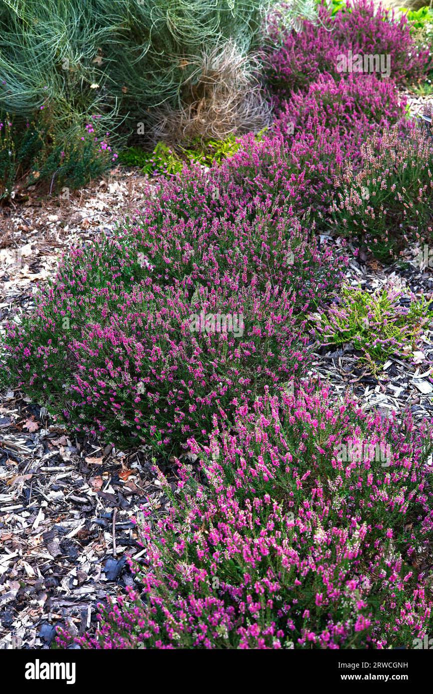 Heather garden border hi-res stock photography and images - Alamy