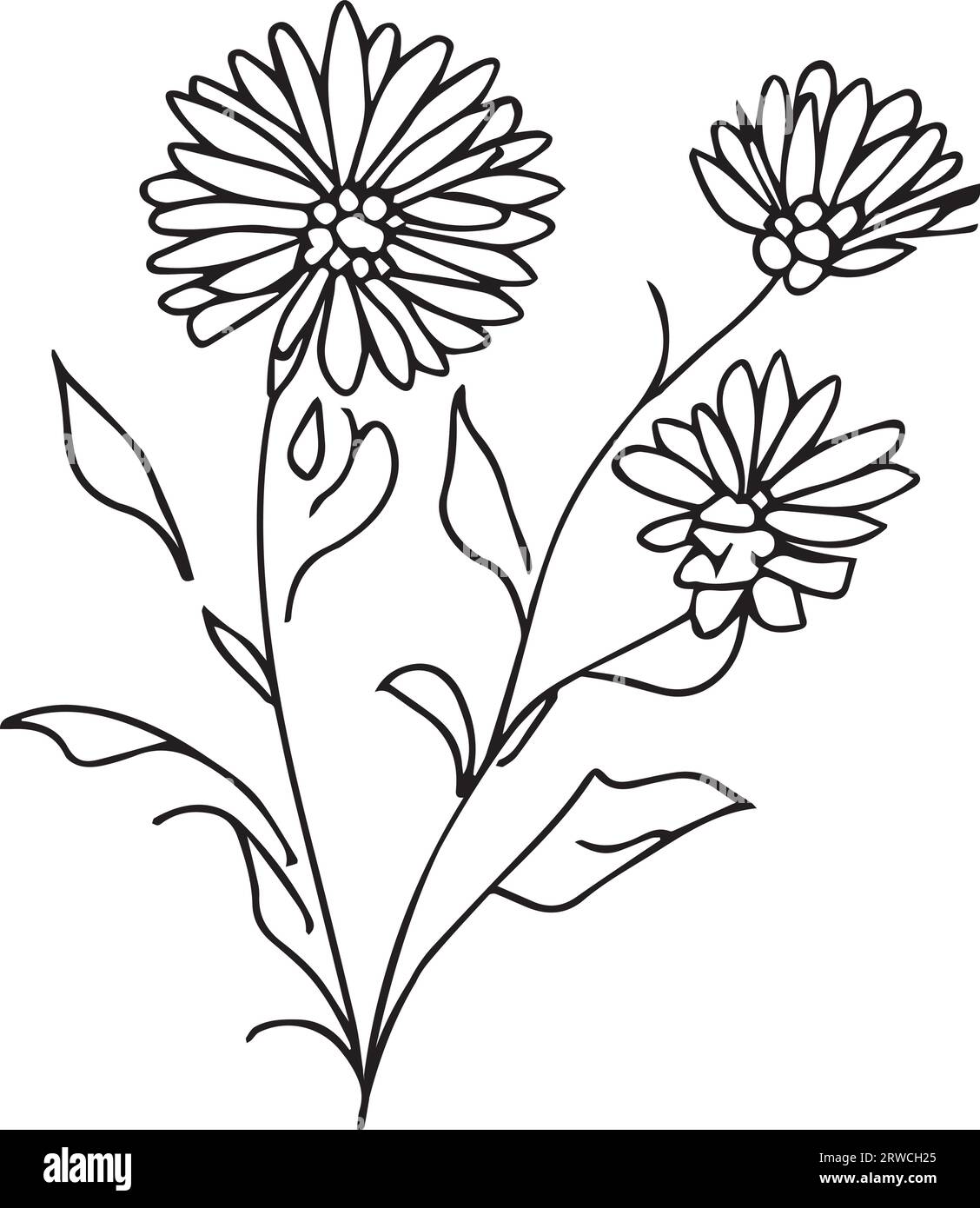 Aster flower drawing Stock Vector Images - Alamy