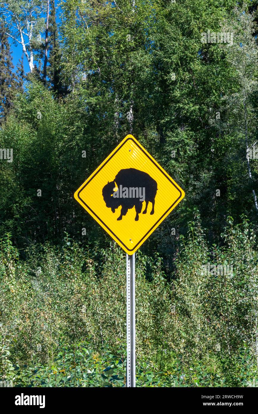 Bison attention in forest hi-res stock photography and images - Alamy