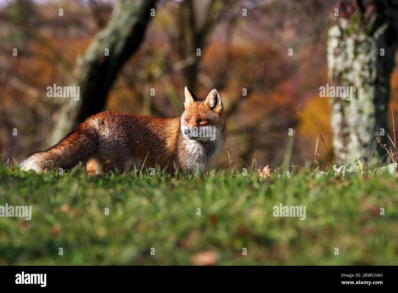 Red fox among the flowers hi-res stock photography and images - Alamy