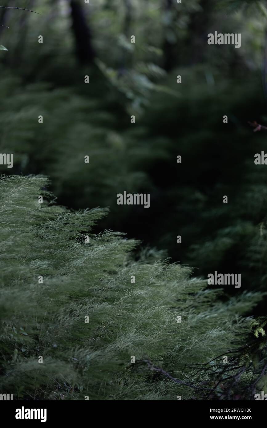 Top down view of grass, texture background Stock Photo - Alamy