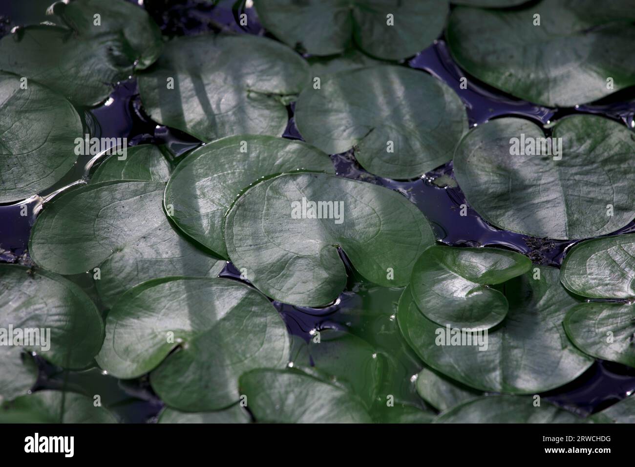Lotus leaf in pond top hi-res stock photography and images - Alamy