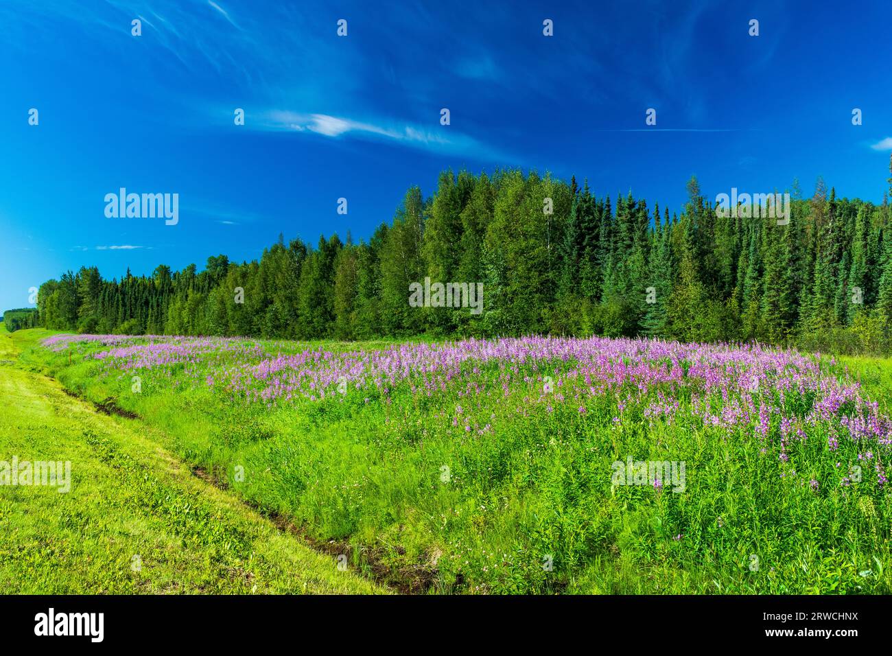 Purple Fireweed blooms line road along Alaska Highway through Northern ...