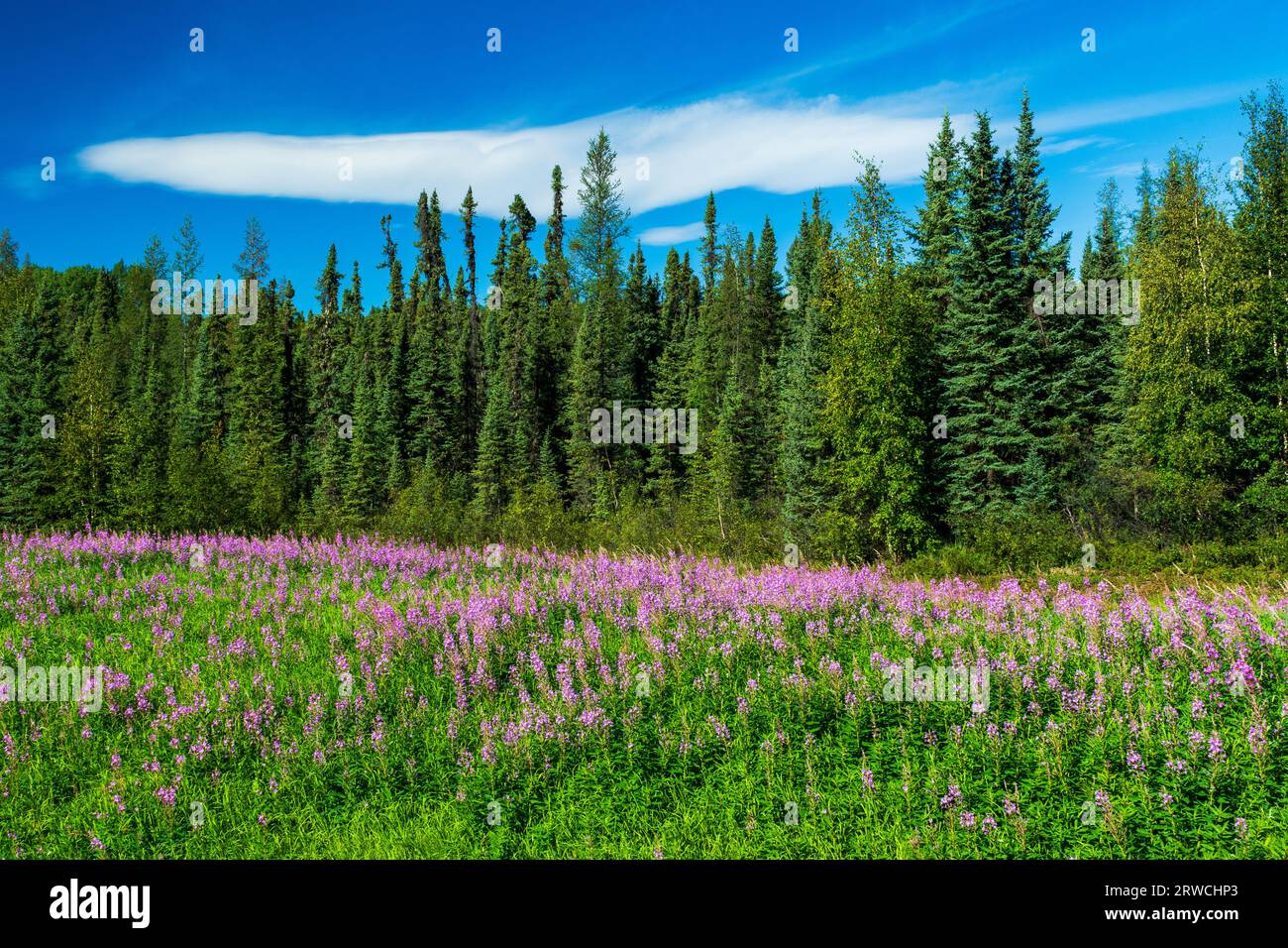 Purple Fireweed blooms line road along Alaska Highway through Northern ...
