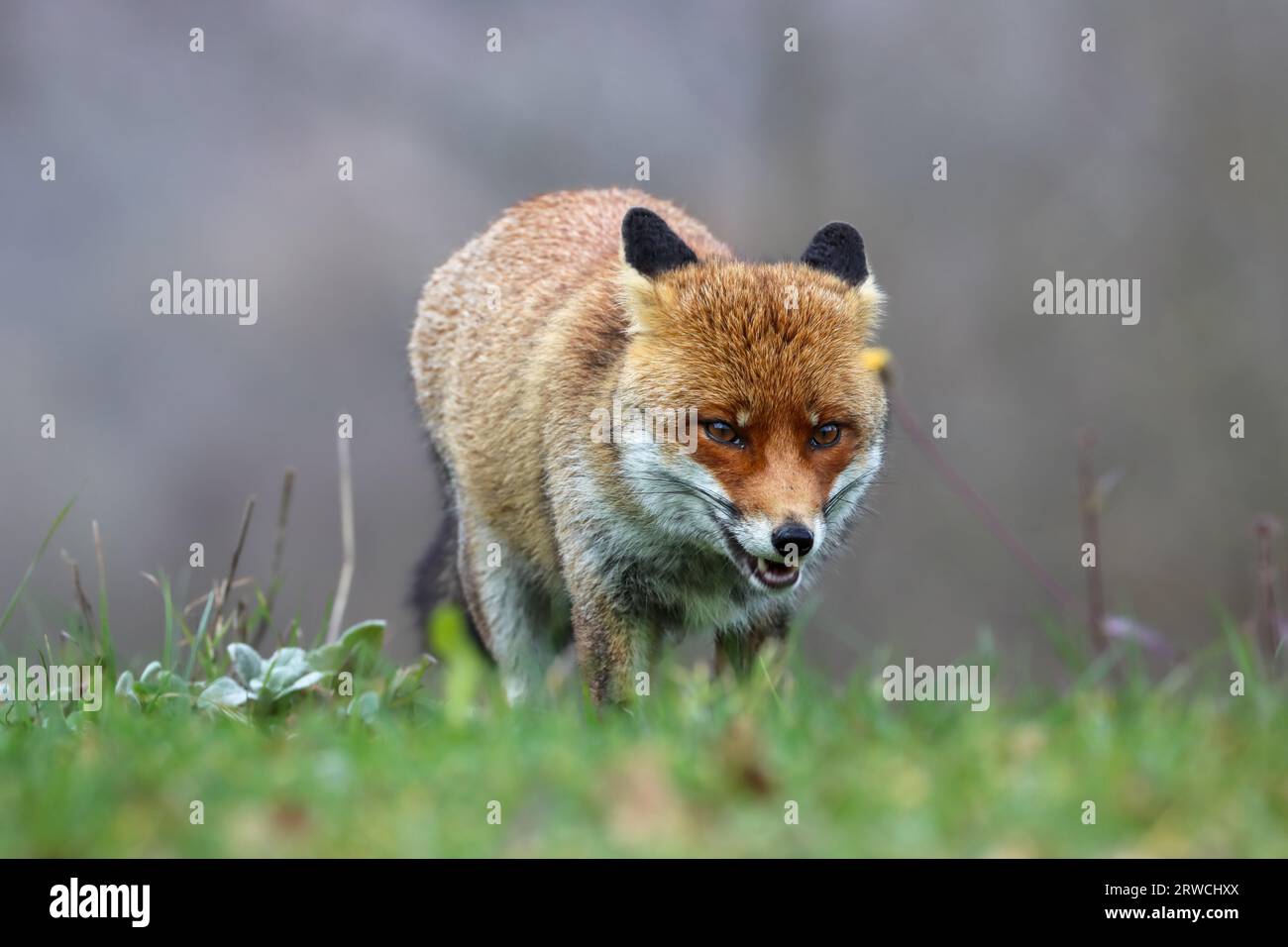 Red fox among the flowers hi-res stock photography and images - Alamy