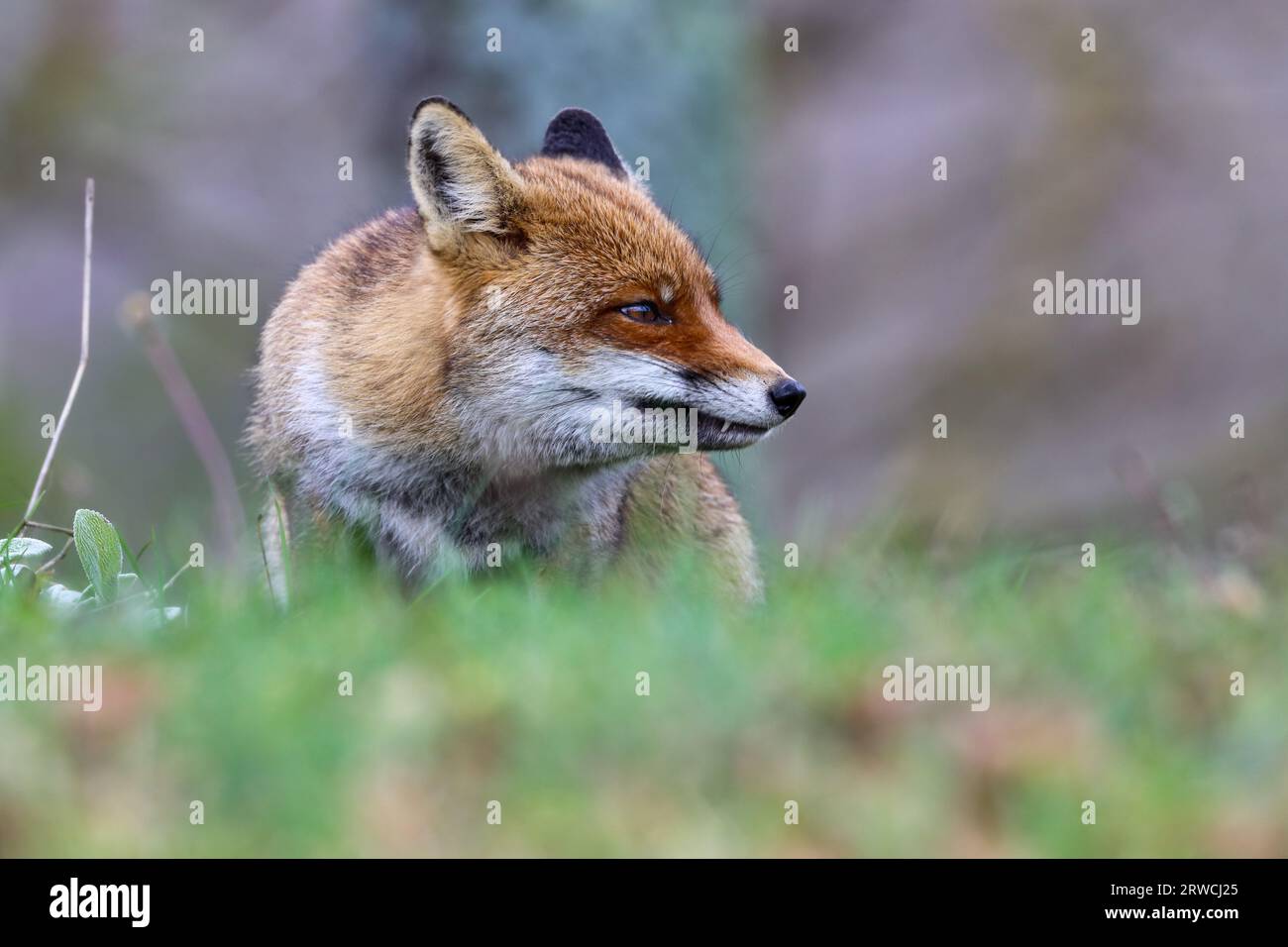 Red fox among the flowers hi-res stock photography and images - Alamy