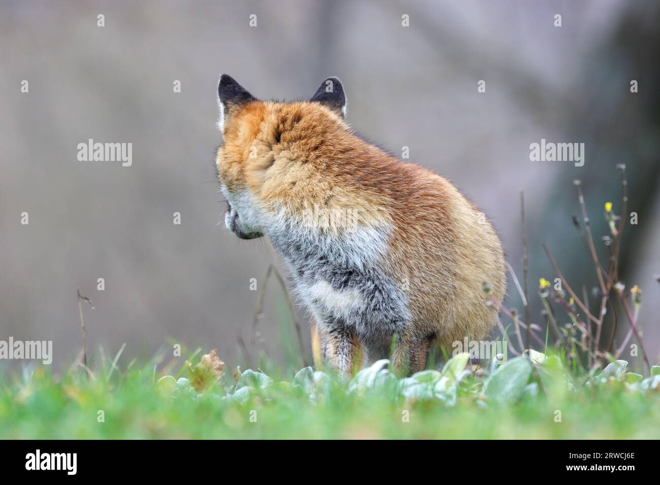 Red fox among the flowers hi-res stock photography and images - Alamy