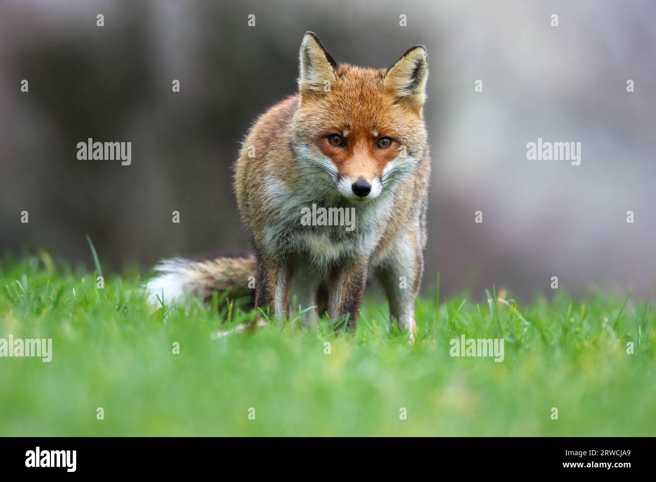 Red fox among the flowers hi-res stock photography and images - Alamy