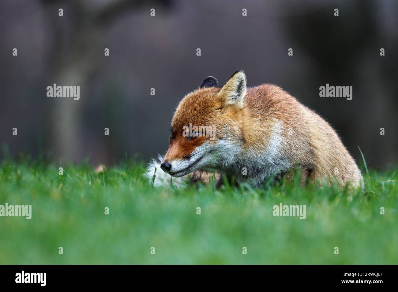 Red fox among the flowers hi-res stock photography and images - Alamy