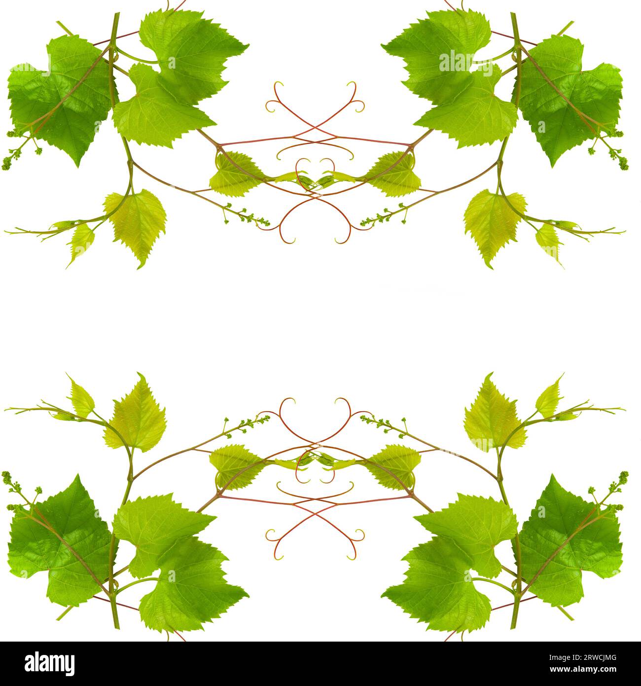 Vine with green leaves isolated on white background. Free space for ...