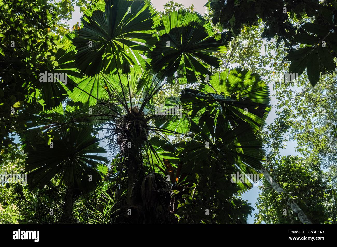 Licuala Fan Palm leaves in the Licuala Fan Palm Walk, Licuala State ...