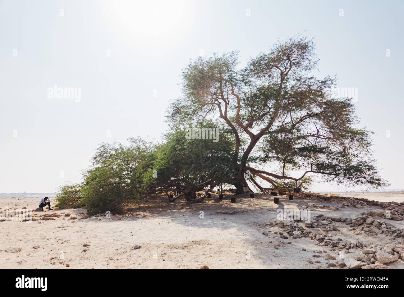 the Tree of Life, a 400 year-old ghaf tree in the Bahrain desert. It is ...