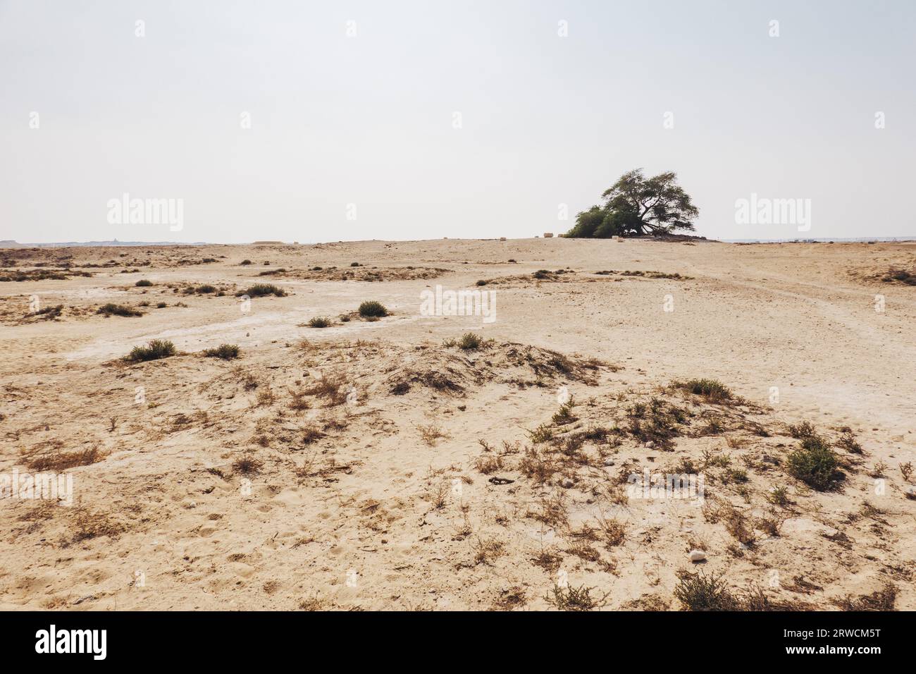 the Tree of Life, a 400 year-old ghaf tree in the Bahrain desert. It is ...