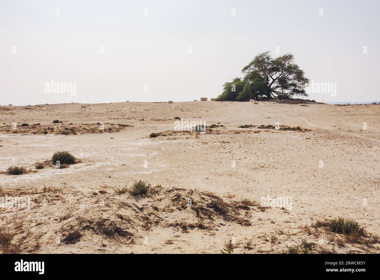 the Tree of Life, a 400 year-old ghaf tree in the Bahrain desert. It is ...