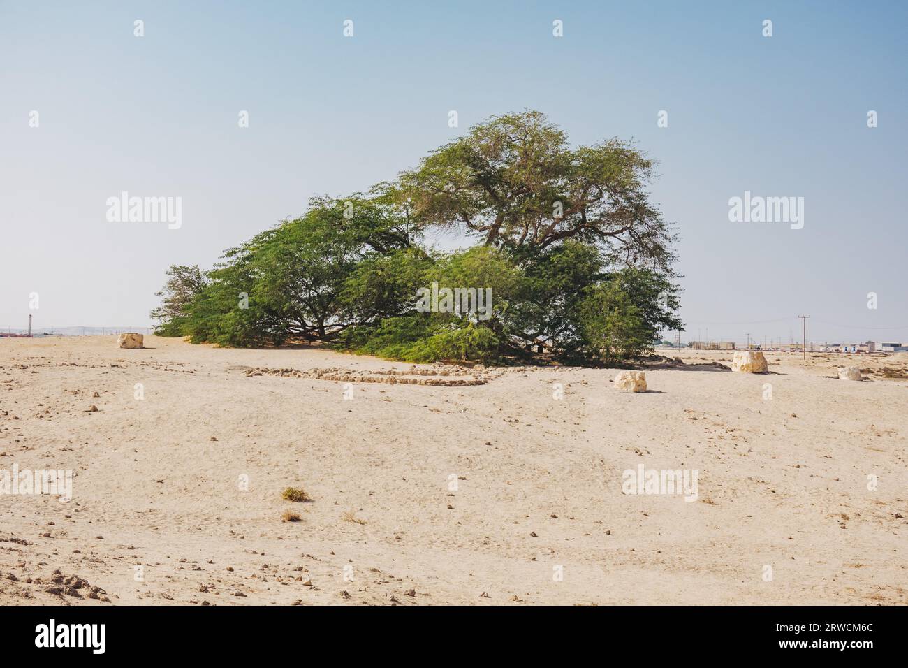 the Tree of Life, a 400 year-old ghaf tree in the Bahrain desert. It is ...