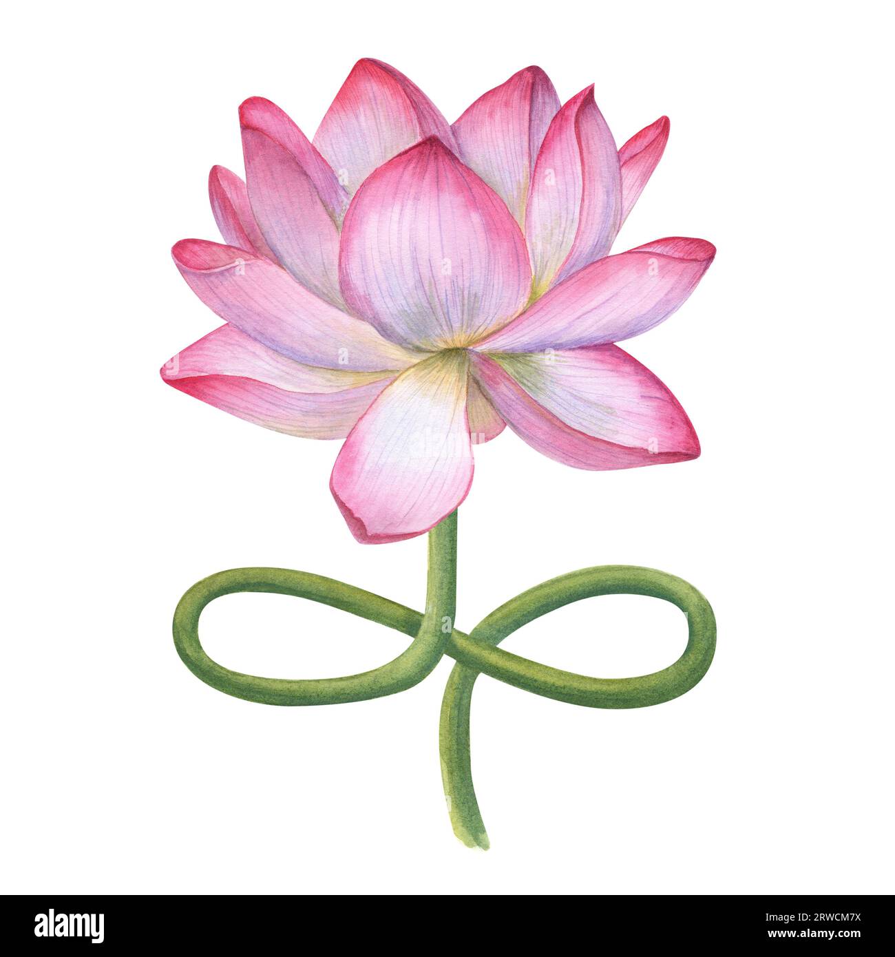 Pink blooming lotus flower with curving stem. Delicate Water Lily ...