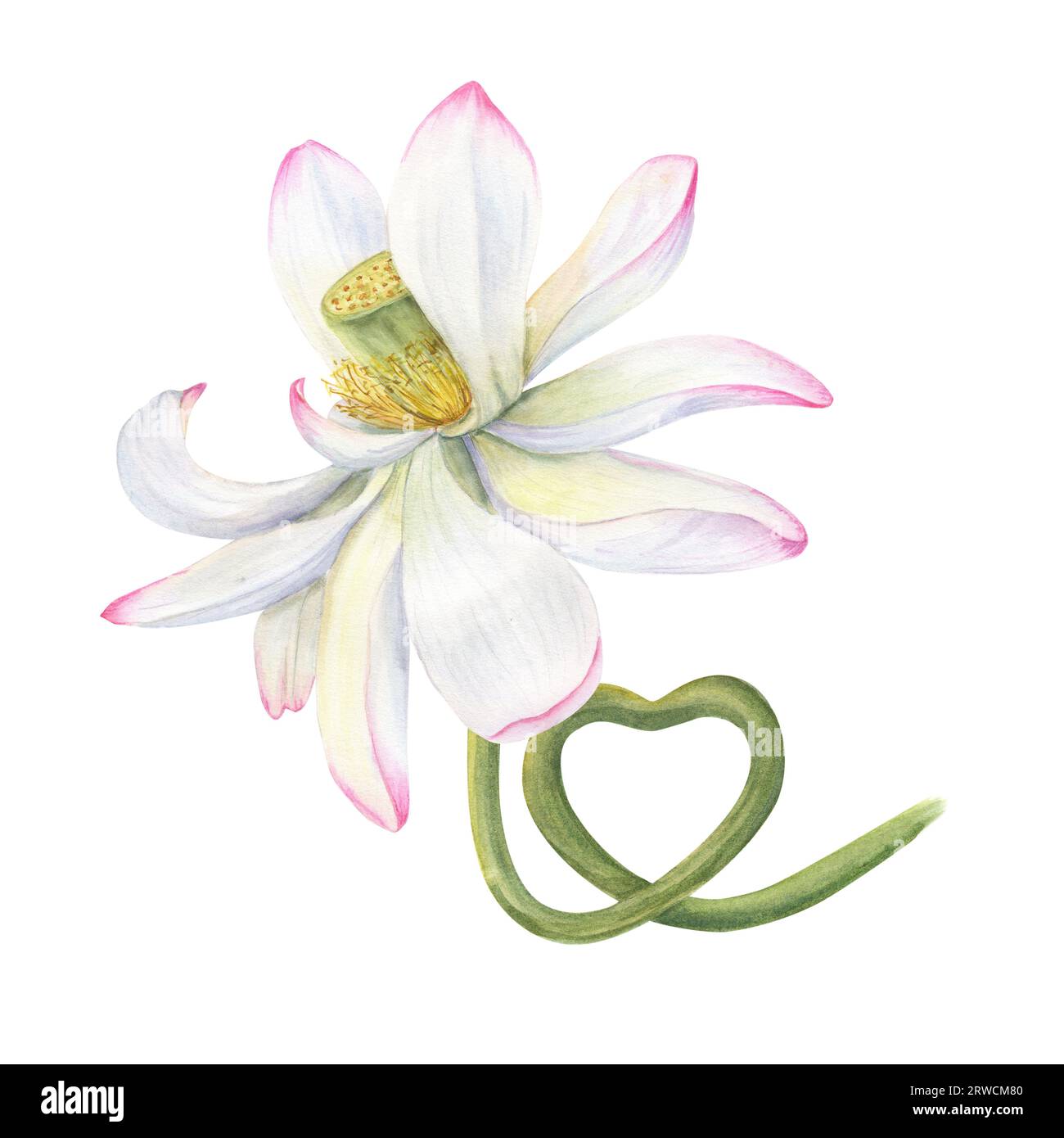 Pink Lotus flower with stem curving in the shape of heart. Delicate ...