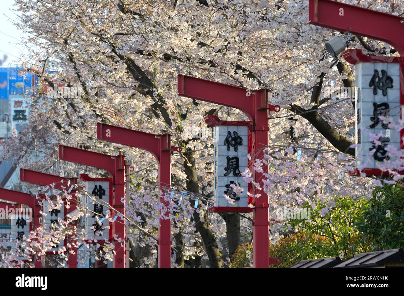 The scenic precinct of the Sensoji Temple in Asakusa during the cherry ...